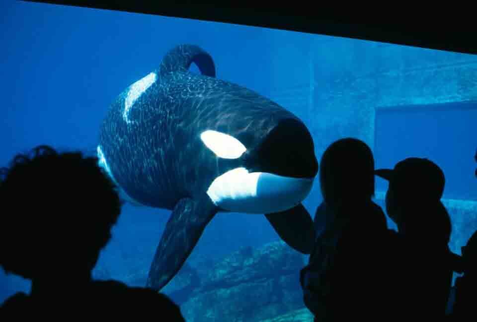 Bill To Prohibit Captivity And Captive Breeding Of Orcas And Other ...