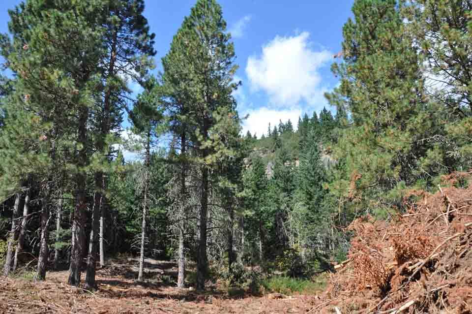 Hundreds of Trees are Dying in a Douglas “Fir-Mageddon” | Daily Tidings