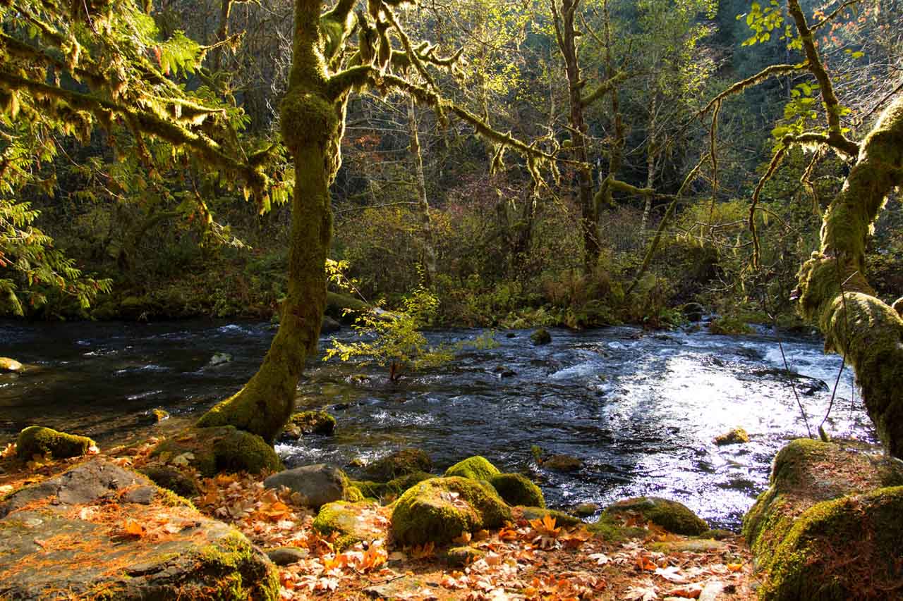 Oregon Ecosystem Efforts Get $10M Federal Funding Boost | Daily Tidings