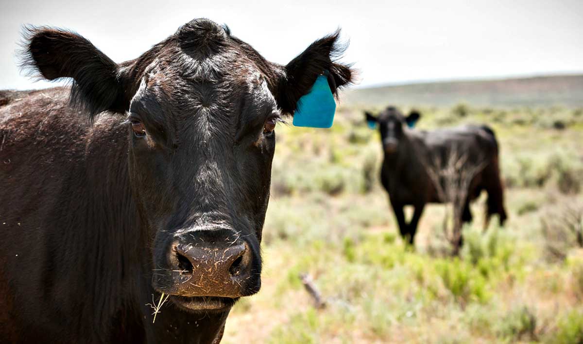 BLM Invites Public Input For Southeast Oregon's Bridge Creek Livestock ...